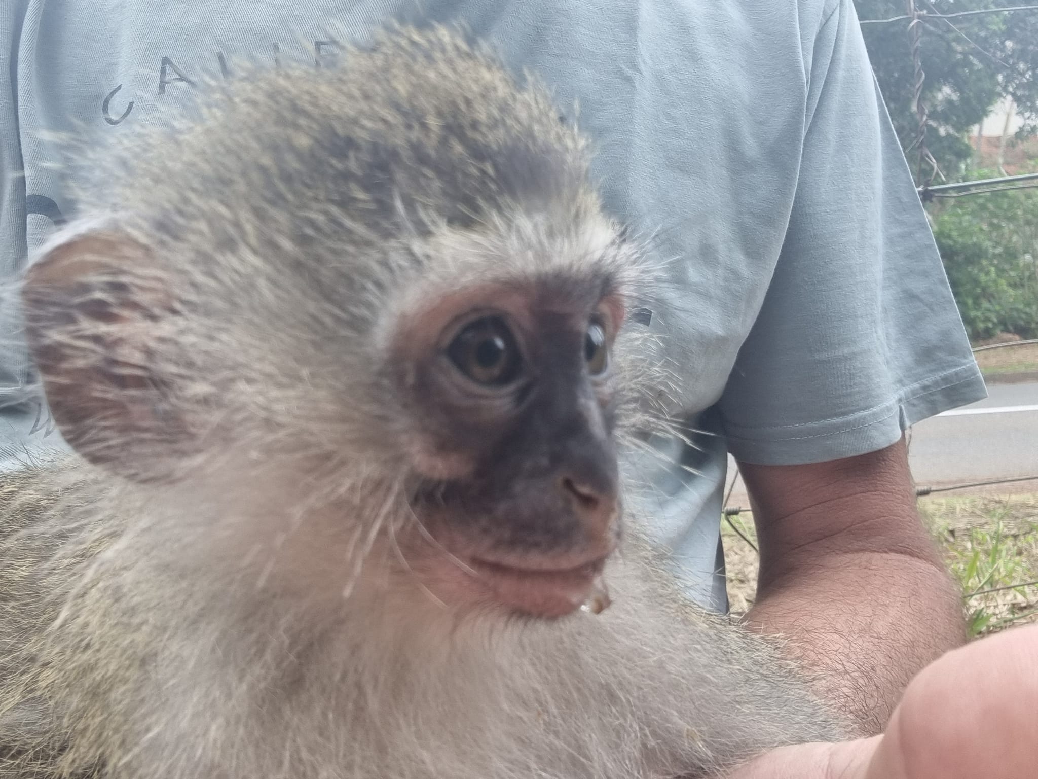 Durbanite rescues baby monkey from certain death: cutest photos - SA People