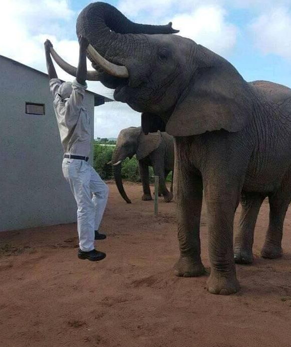 Elephant handler tragically trampled and killed by elephant in South ...