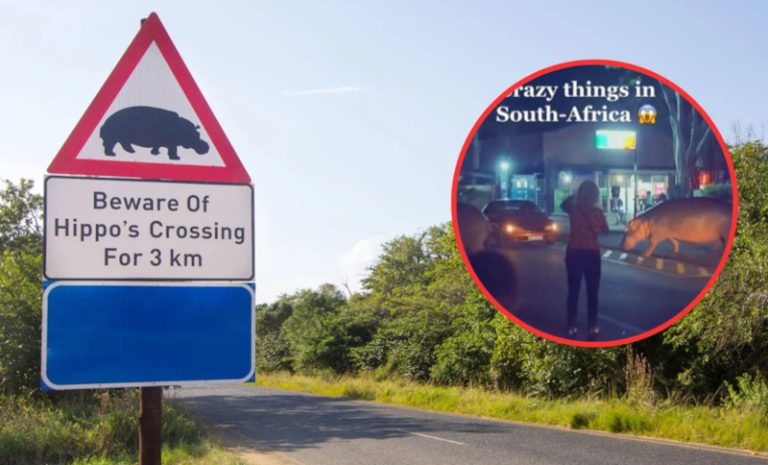 Why did the hippos cross the road in St Lucia? - VIDEO - SA People