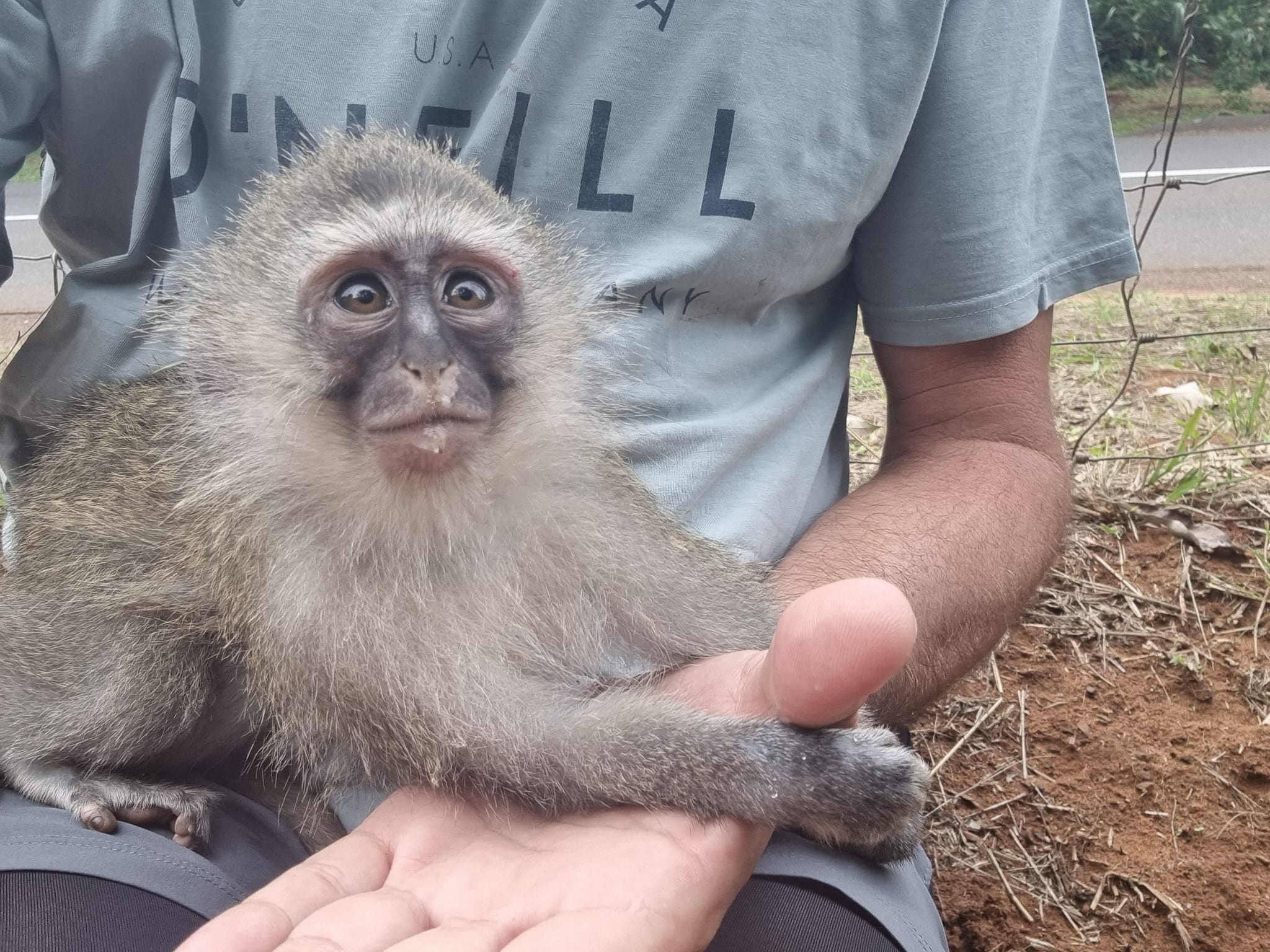 Durbanite rescues baby monkey from certain death: cutest photos - SA People