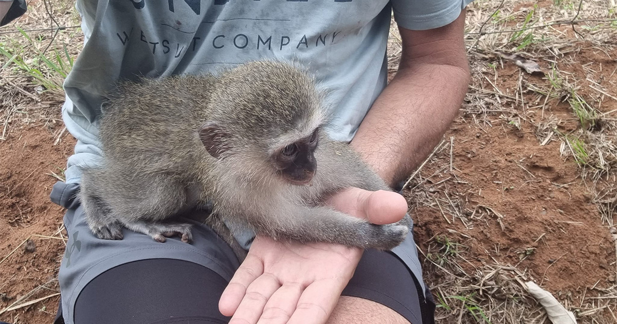 Durbanite rescues baby monkey from certain death: cutest photos - SA People
