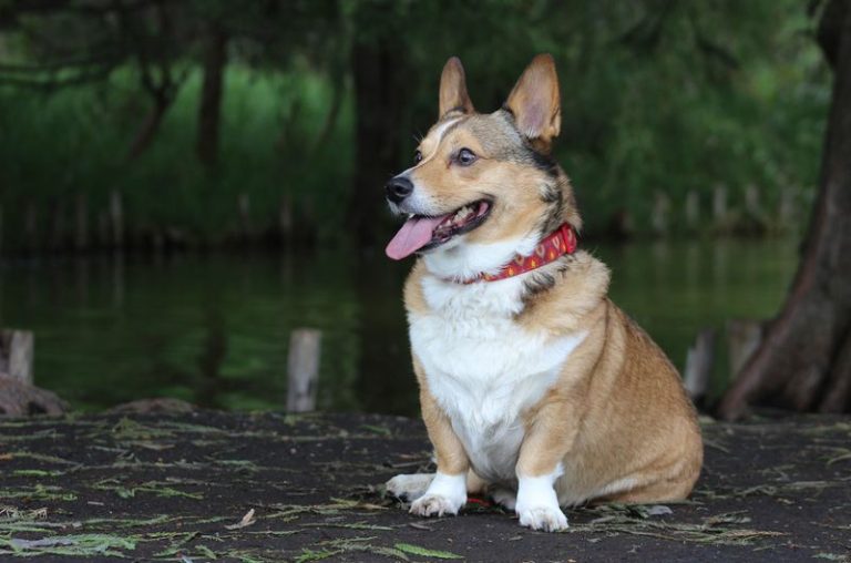 Can corgis make good service dogs?