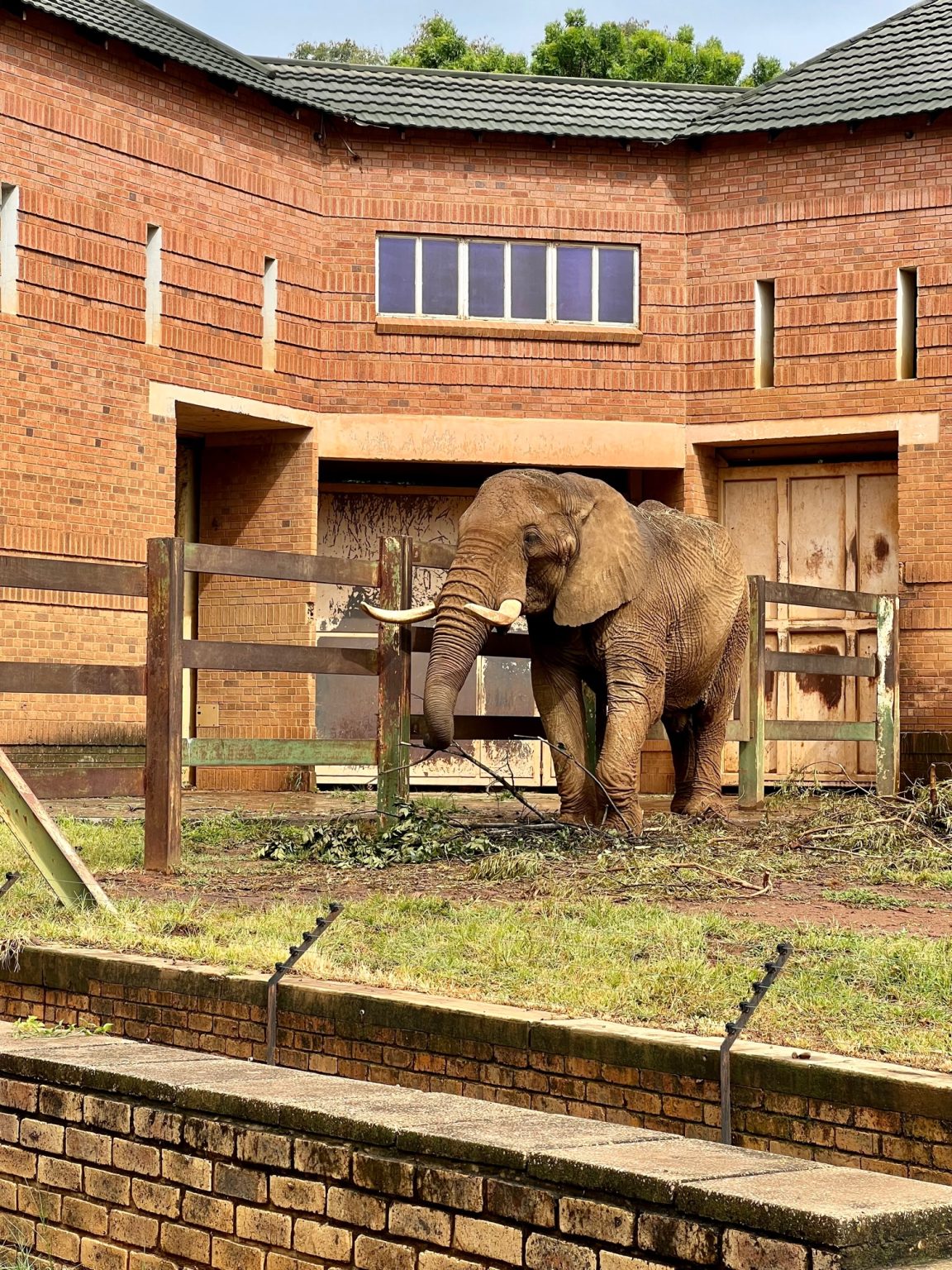 Elephant Charlie's freedom from zoo comes a giant step closer with ...