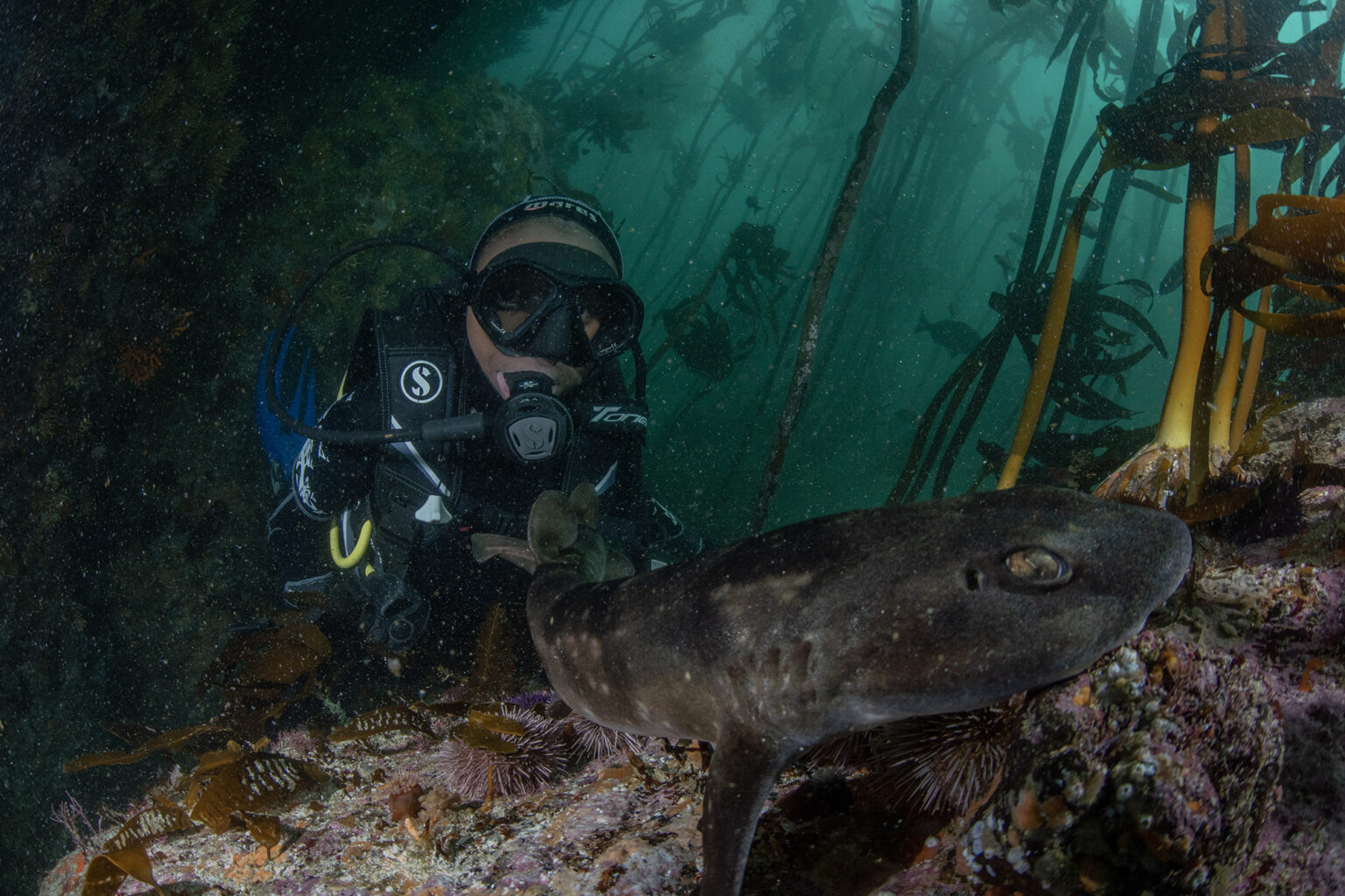 Marine conservation campaign 'On The Brink' releases inspiring short ...