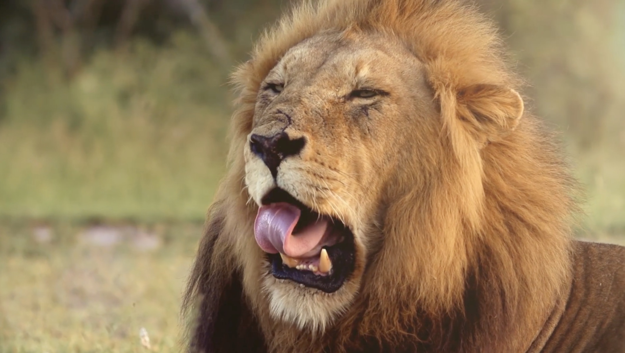 New ad sure to tempt South Africans in the UK to head home for the ...