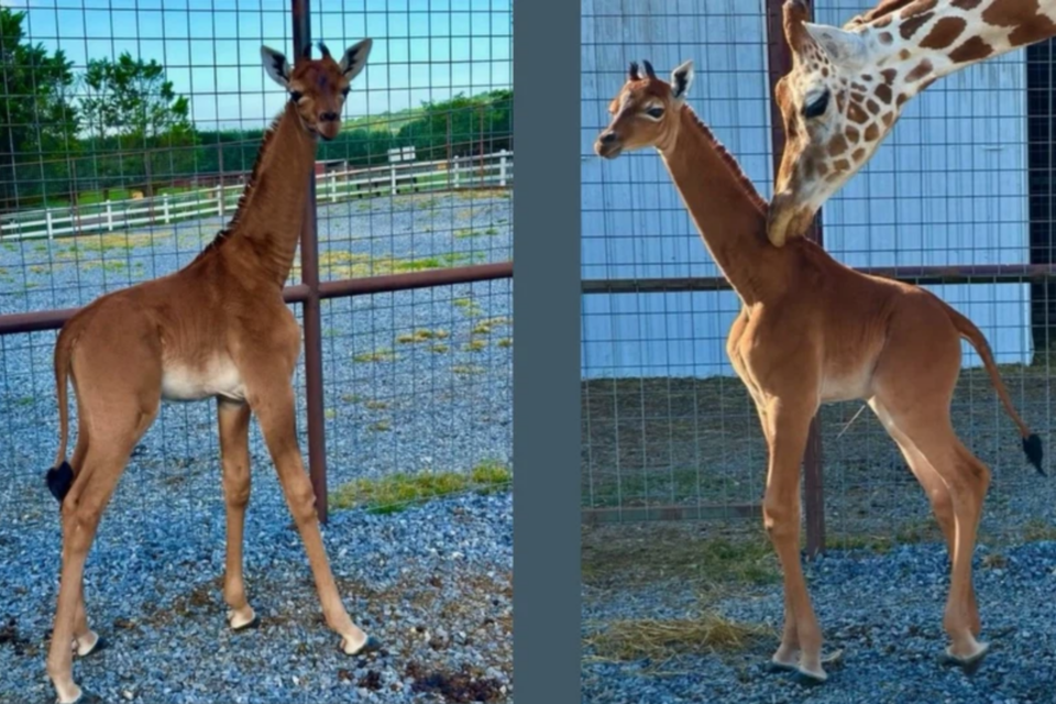 Rare spotless giraffe born in US zoo