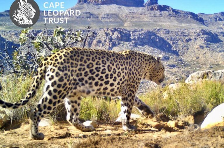 Camera trapping for Cederberg leopards in full swing – PICTURES - SA People