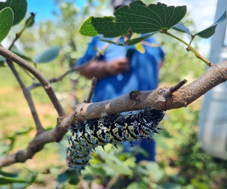 Mopane worms - SA People