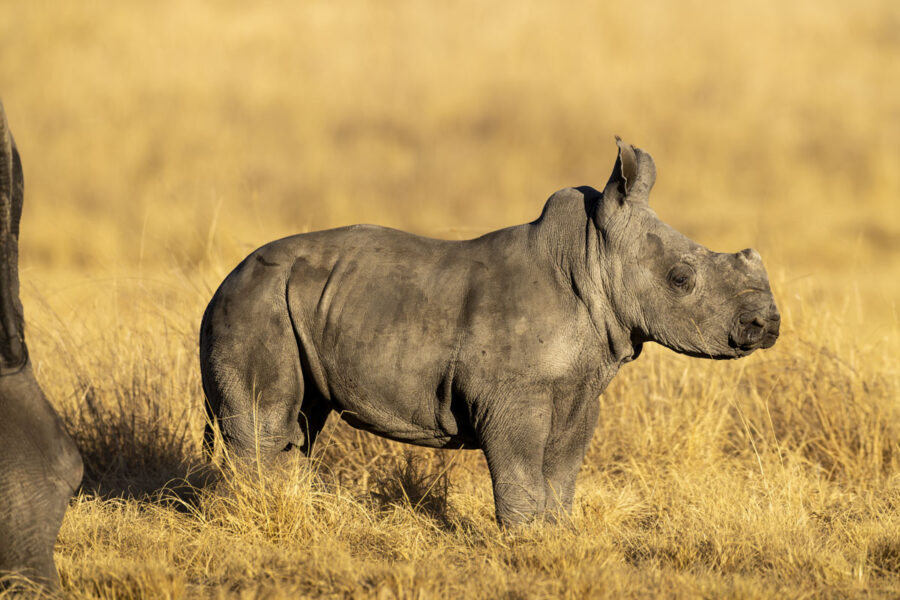 BREAKING: 2,000 rhino from John Hume's farm to be released into the ...