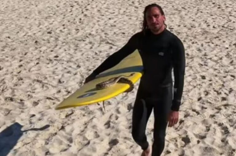 Australian man fined for surfing with python - SA People
