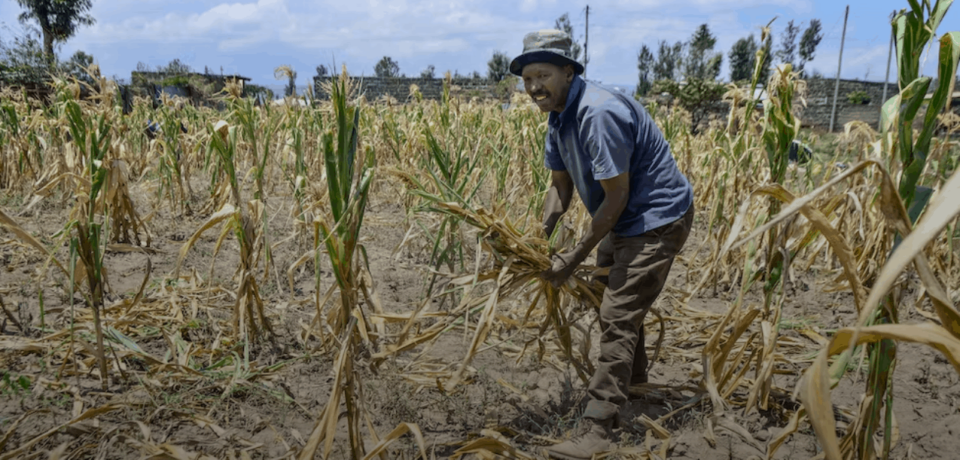 Climate change and farming: economists warn more needs to be done to ...