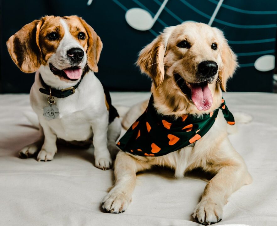 Over 300 paws to walk the Sea Point promenade - SA People