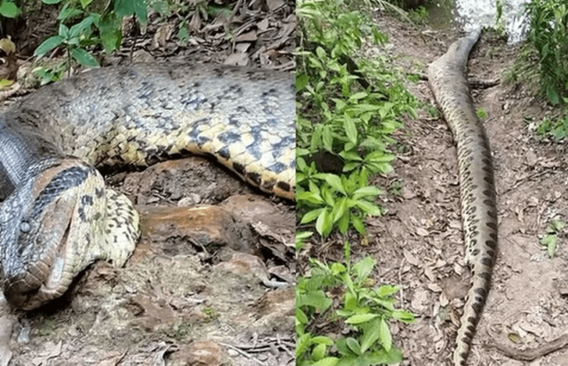 Tragic loss for biodiversity: World's largest snake found dead