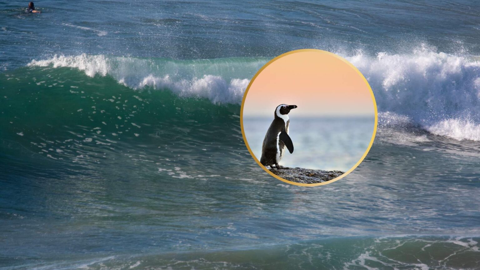 Surf's up! Penguin goes bodyboarding in Cape Town [WATCH] - SA People