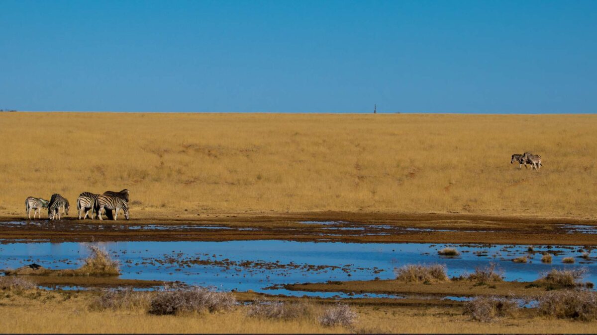 Five Northern Cape national parks to visit this Free Access Week - SA ...