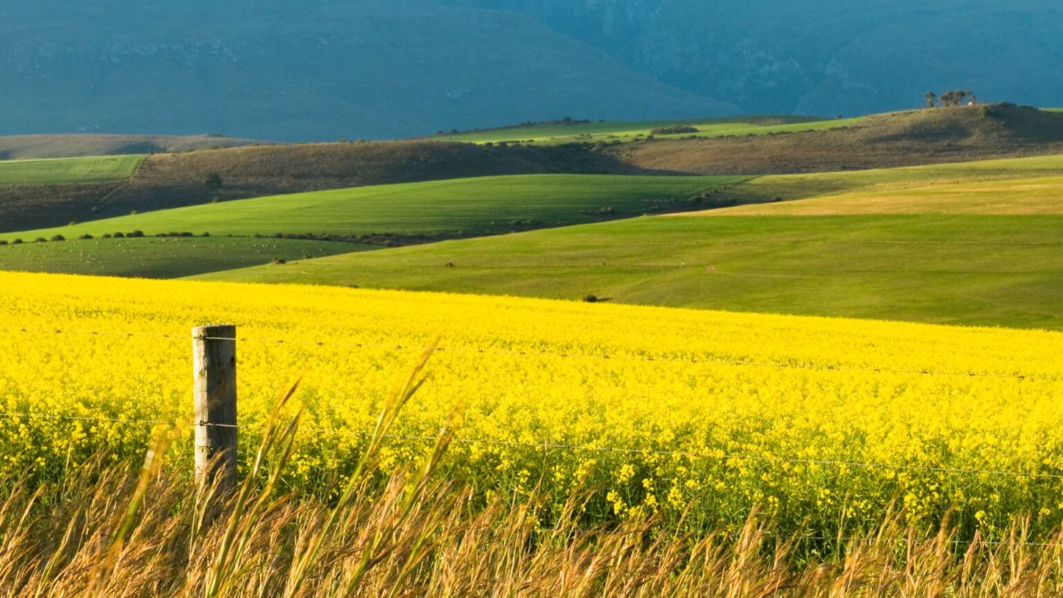 Four places to experience the Western Cape canola fields - SA People