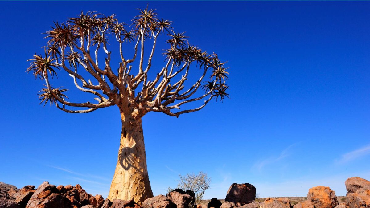 Five Northern Cape national parks to visit this Free Access Week - SA ...