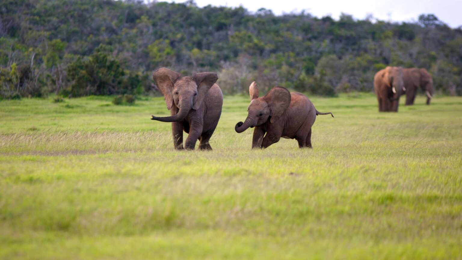 Five reasons to visit Addo Elephant National Park this summer - SA People