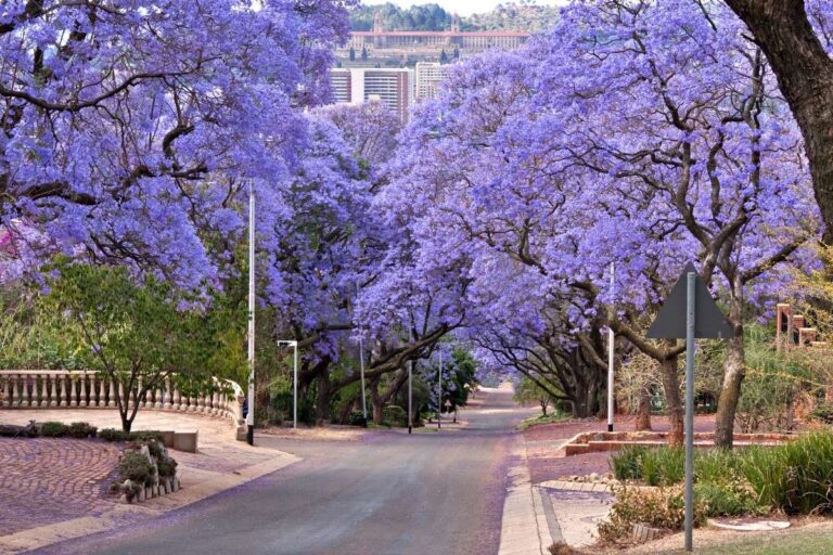 South Africa turns purple: The magic of Jacaranda season - SA People